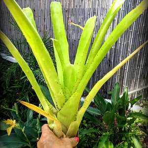 Portea Petropolitana Var. Extensa Bromeliad Offset - Etsy