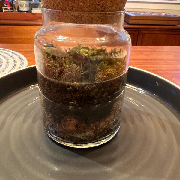 Build Your Own Terrarium Kit | Plant Gift Idea - Etsy