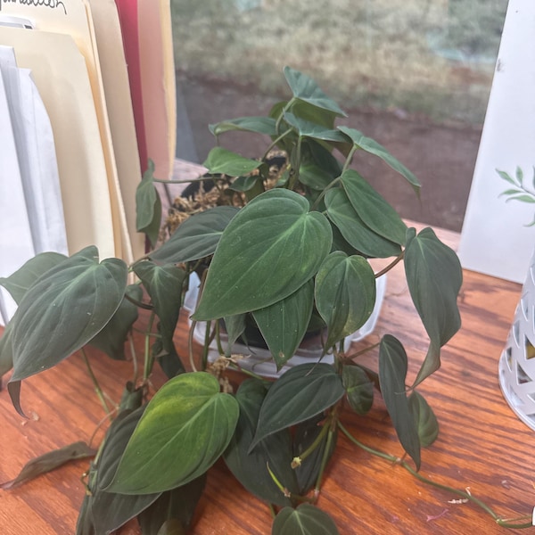 Mican Philodendron | Velvet Leaf Philo | Indoor & Outdoor Live Tropical ...
