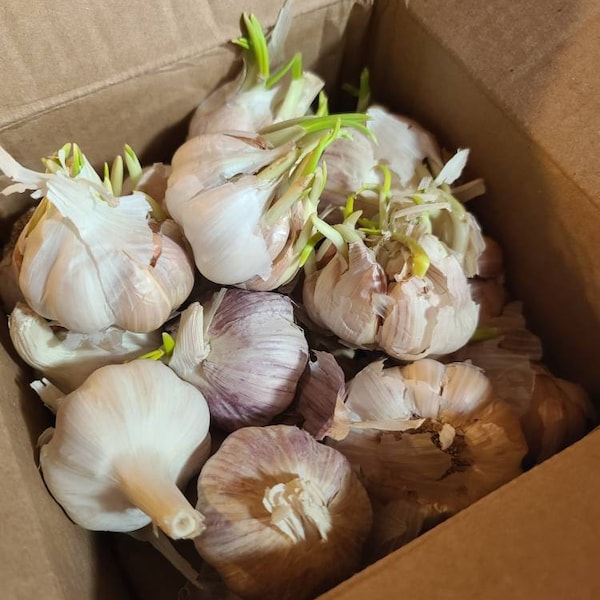 RODERIQUE FRENCH SHALLOT Sets - Non-gmo Bulbs, Garden Seed Shallots ...