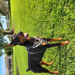 AKC Scent Work Kit - Etsy