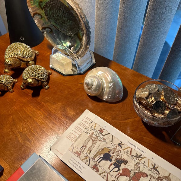 Polished Jade Turbo Shell Large Polished Trochus Polished White Shell ...