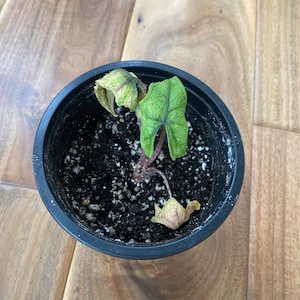 Live Angel Wing Begonia medora Starter Plant USA SELLER - Etsy