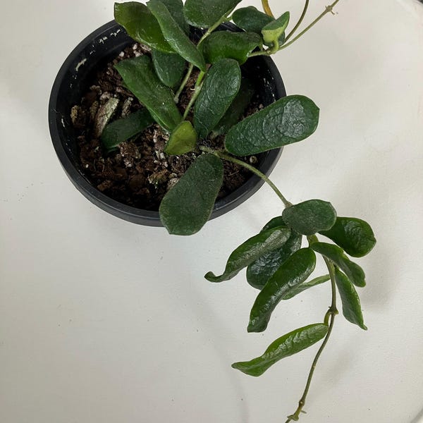 Anthurium Jenmanii 4” Pot (ALL PLANTS Require You to Purchase 2 Plants ...