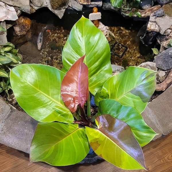 Peperomia Piper Parmatum Live Plant | Peperomia Plant Starters | Pet ...