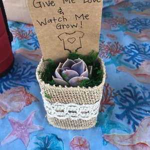 Succulents Wrapped in Burlap & Lace - Etsy