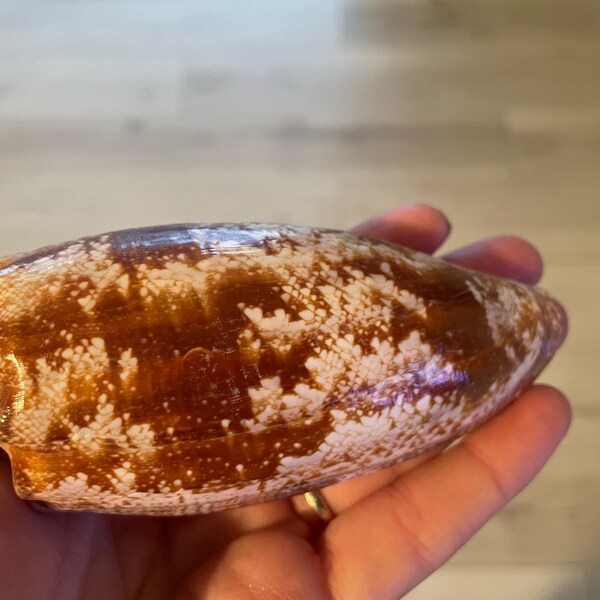 Lg. Green Cat's Eye Turban Operculum Shiva Shells 3/4"-1" (2 Shells) - Etsy