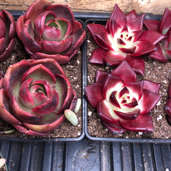 Mix Rare Live Succulent Plants Advanced Level Blind Box, 2-3.5 Random ...