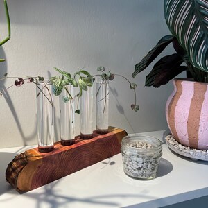 Black Walnut Propagation Set of 3 / Hydroponic Rooting Vases / | Etsy