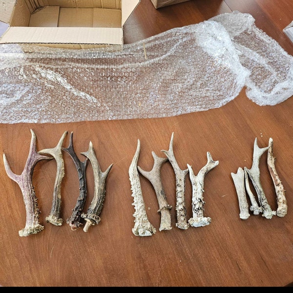 Random White Roe Deer Antler (capreolus Capreolus) European Species ...