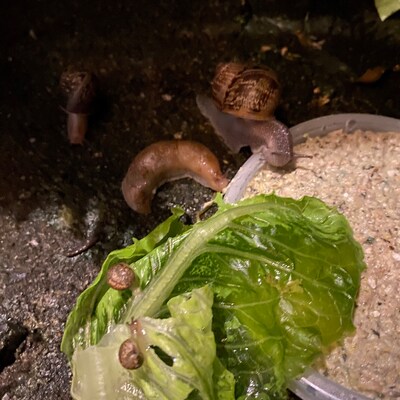 Sampler Pack 1 Multiple Flavors of Snail Food Protein Based Snail Food ...