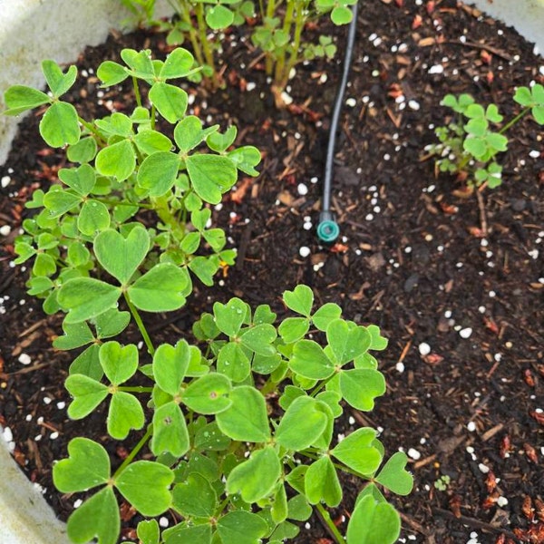 Oca Seed Tubers / Root for Planting - Uqa, New Zealand Yam - Organic ...