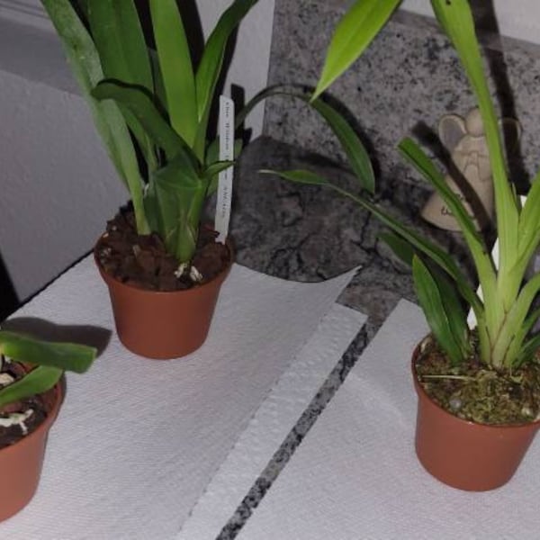 Oncostele Wildcat 'bobcat' Oncidium Type Orchid Plant, Shipped in 2.5 ...