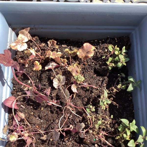 2 Alcea Queeny Purple Hollyhock Live Perennial Plant. Grows to 4 Feet ...
