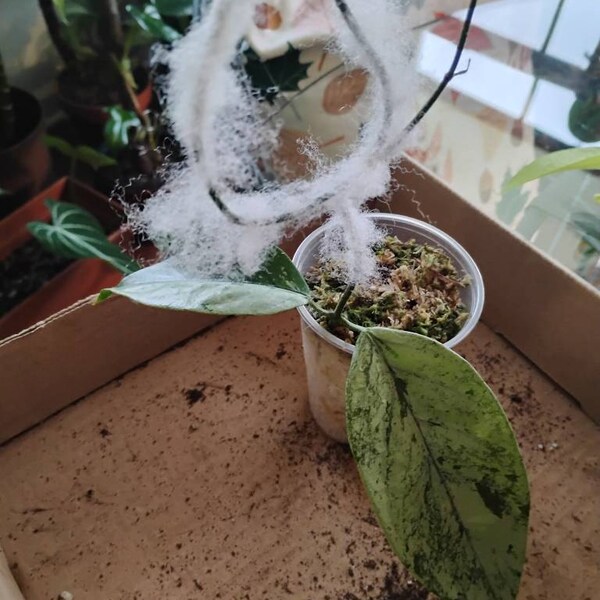 Hoya Lacunosa Silver Mint Coin Lightly Rooted Actively Growing Silver ...