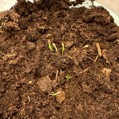 50 Blue Spruce Seeds, Colorado Christmas Trees picea Pungens Glauca - Etsy