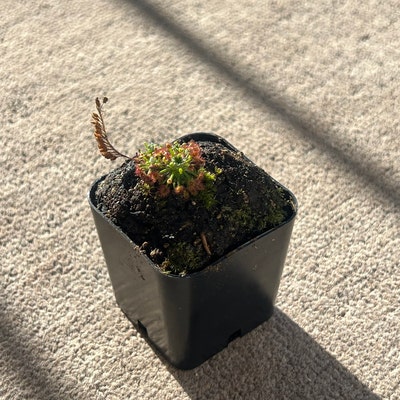 Soil Mix for Drosera Venus Flytrap and Sarracenias - Etsy