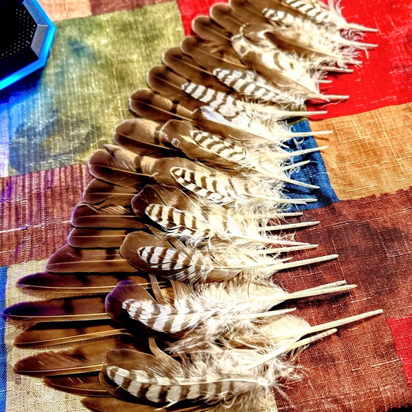 Wing Feathers of the Common Buzzard (buteo Buteo) - Etsy