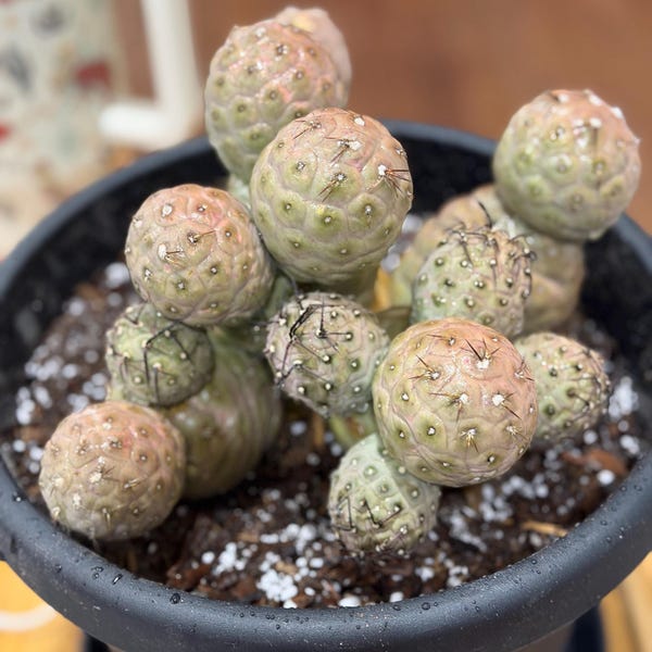 Pseudobombax Ellipticum Bombax Exotic Shaving Brush Tree Bottle Bonsai ...