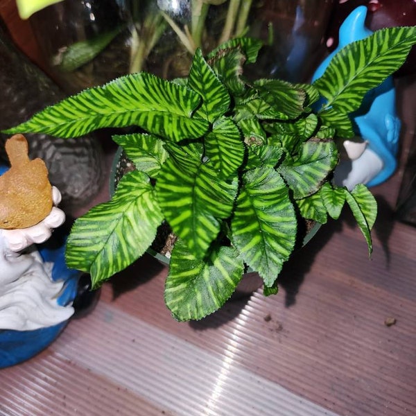 Striped Bamboo Fern Golden Zebra Plant - Live Plant - Rare Plant - 4 ...