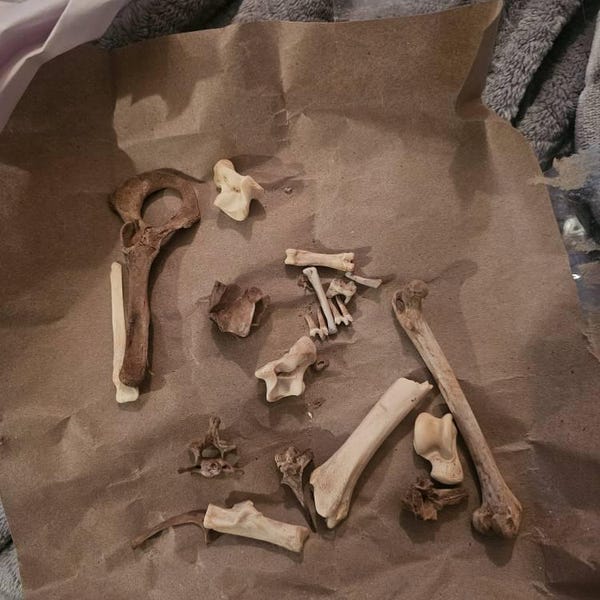 Small Bone Mystery Box - Etsy