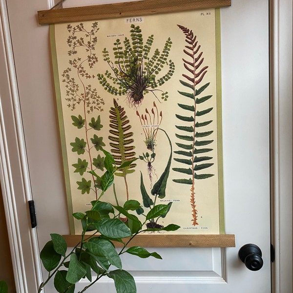 Ferns Print | Ferns Poster | Ferns Wall Art | Botanical Print Vintage ...