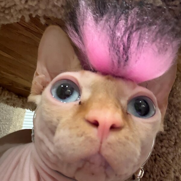 Cat Mohawk - Etsy