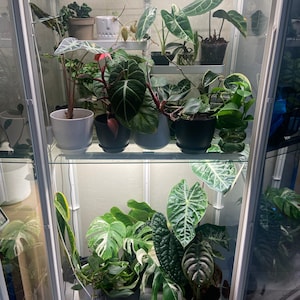 Milsbo Tall Set of 3 Sizes Shelves for IKEA Indoor Greenhouse Cabinet ...