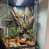 Mushroom Gecko Ledge | Crested and Gargoyle Gecko Feeding Ledge ...