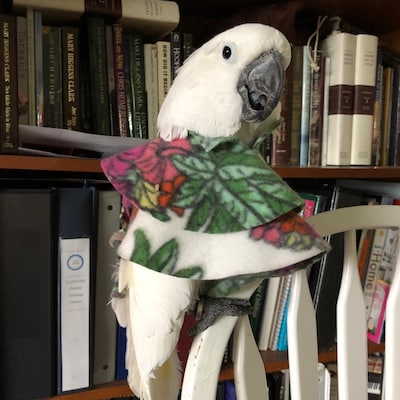 Parrot Extra Coverage Clothing, Specifically for Birds That Pluck and ...