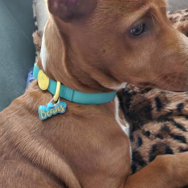 Custom Dog Tag // TURQUOISE Acrylic Dog Tag // Personalized Pet Tag ...