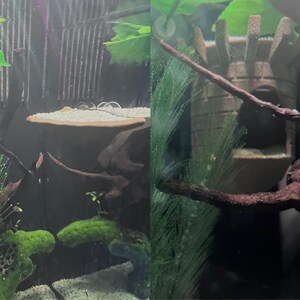 Frog and Gecko Hanging Mushroom Platform - Etsy