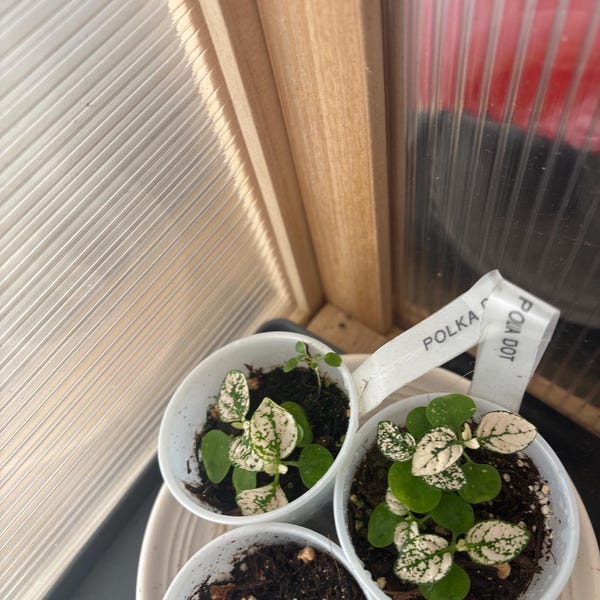 Rare Candy Cane Chocolate Cherry Sweet Bell Pepper Seeds, Variegated ...