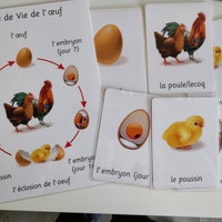 LIFE CYCLE of a CHICKEN 7 Montessori Cards Flash Cards Nomenclature ...