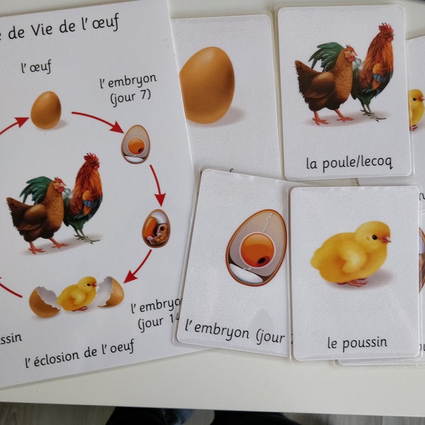 LIFE CYCLE of a CHICKEN • 7 Montessori Cards • Flash Cards Nomenclature ...