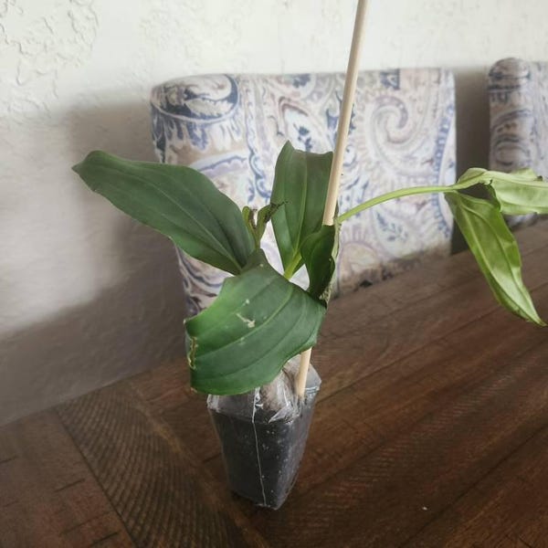 Royal Intenz Magnifica Medinilla Plant~~live Well Rooted Starter Plant ...