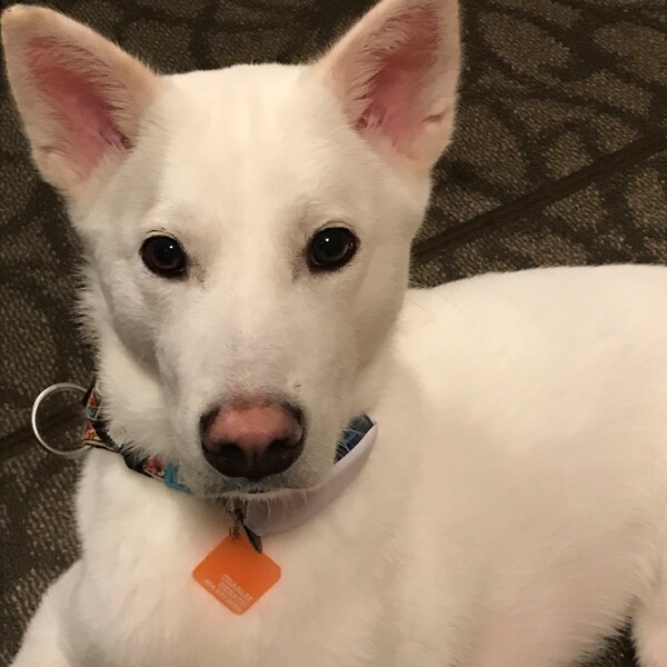 Frosted Dog Tag, Personalized Dog Tag, Dog Id Tag, Cat Name Tag, Pet ...