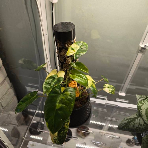 Modular Moss Pole - Moss Tower - Moss Tower That Will Grow With Your ...