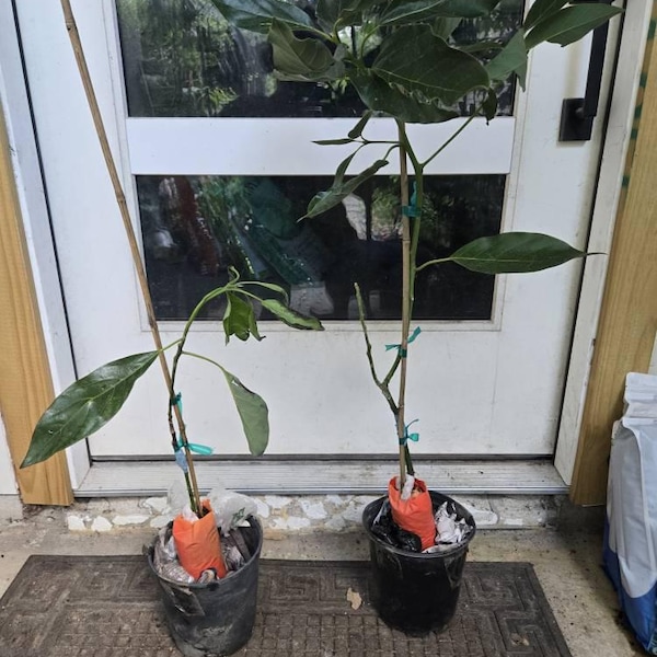 Coconut Cream Mango Tree - Grafted Tree - 1 Feet Tall -grafted - Ship ...