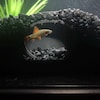 Bottom Dweller Aquarium Cave, Kuhli Loach Dojo Loach Corydoras Catfish ...