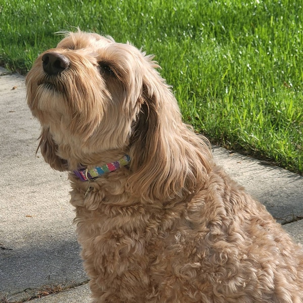 AGILITY Collar the Blues - Etsy