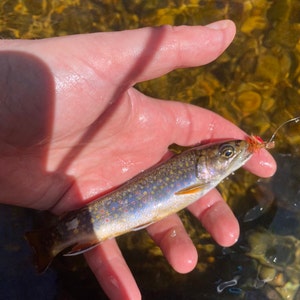 Elk Hair Caddis Tan, Fishing Flies, Trout Flies dry Flies Sizes 8,10,12 ...