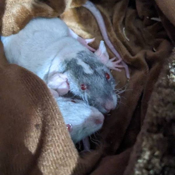 Lux Bonding Pouch for Rats, Small Animal Bonding Pouch, Sugar Glider ...