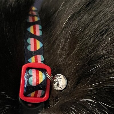 Tiny Microchip Dog Tag Microchipped Add On Dog Collar Pet - Etsy