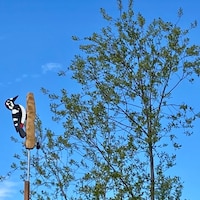 Dancing Fool Robot Automaton - Etsy UK