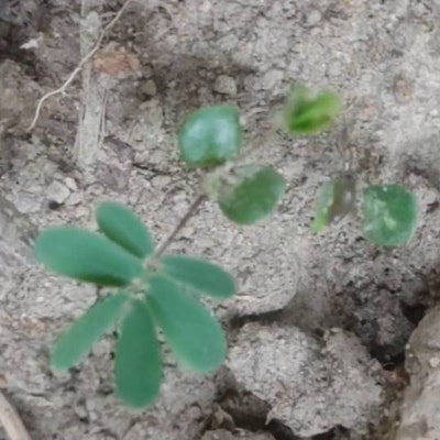 TREE SPINACH Seeds FREE Shipping Fresh & Organic - Etsy