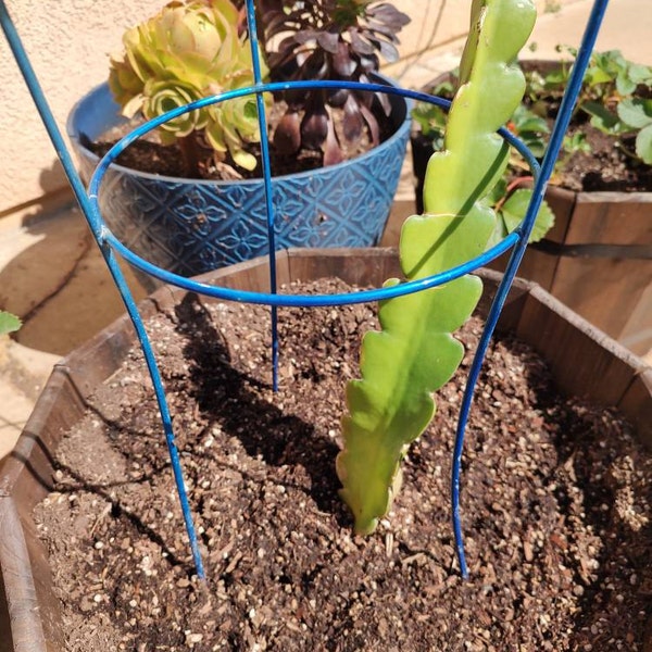 Wolf Bean, Lupine, Lupini Bean Packet; Flower & Vegetable - Etsy