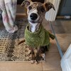 Izzy the Lurcher Sock Dog Knitting Pattern Download - Etsy