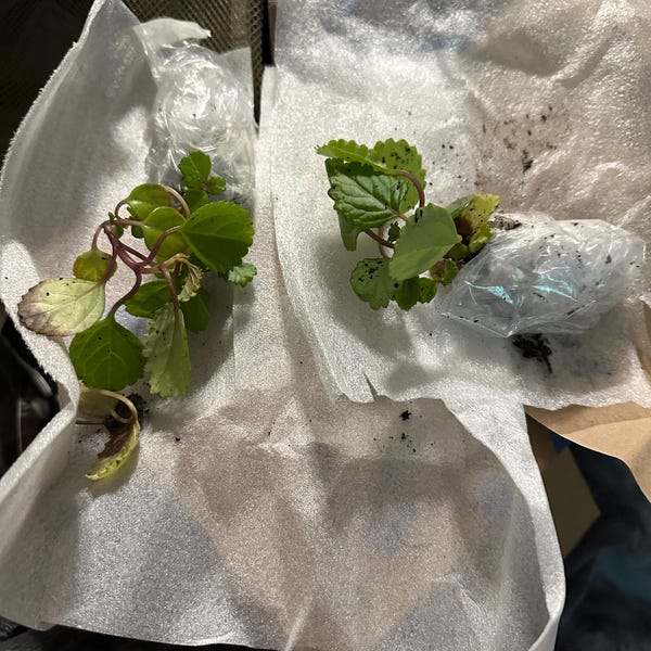 Peace Dove Tree Topper Gold Olive Branch Gift Idea Sale Metal Wall ...