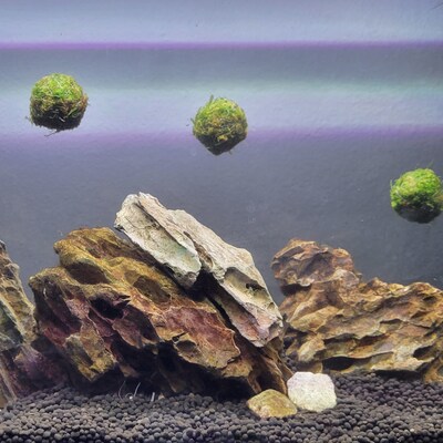 Floating Java Moss With Plant Anchor Live Aquarium Plant Terrarium ...